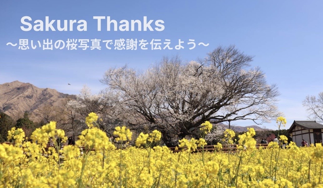Sakura Thanks